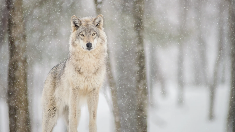 DNA Test Confirms Wolf Was Killed in Upstate New York