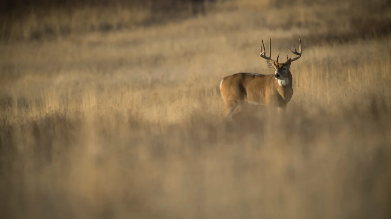 How to Estimate a Buck’s Age (and Why Aging Deer Matters)