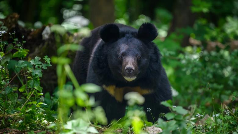 Bear Meat Vending Machine a Huge Hit in Japan